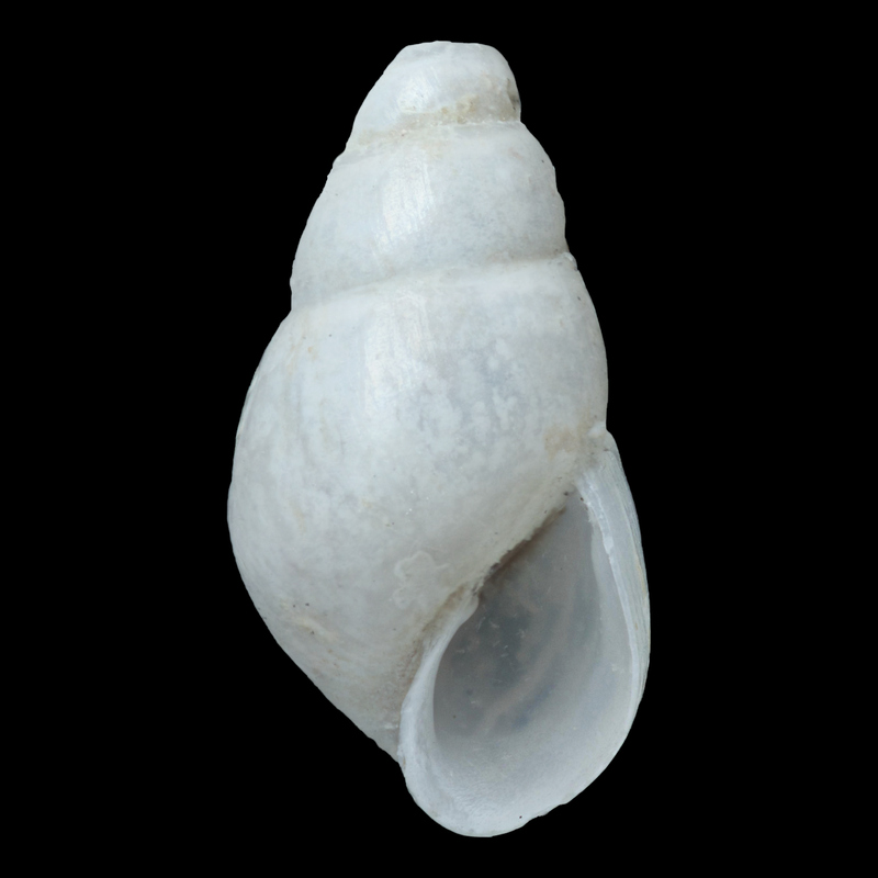 Artfakta från SLU Artdatabanken