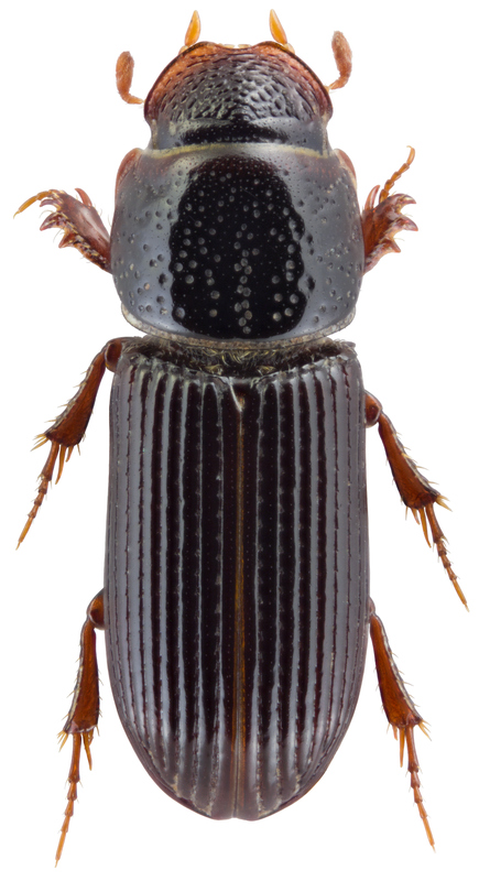 Artfakta från SLU Artdatabanken