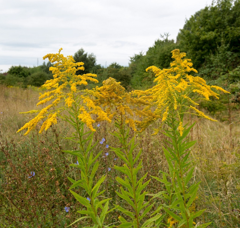 Artfakta från SLU Artdatabanken