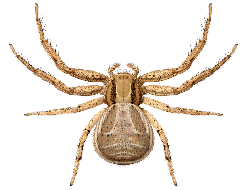 Artfakta från SLU Artdatabanken