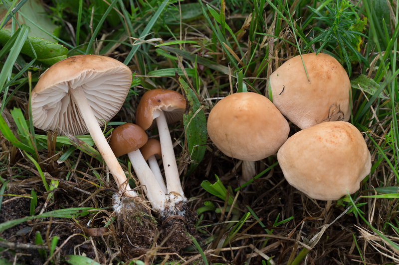 Artfakta från SLU Artdatabanken