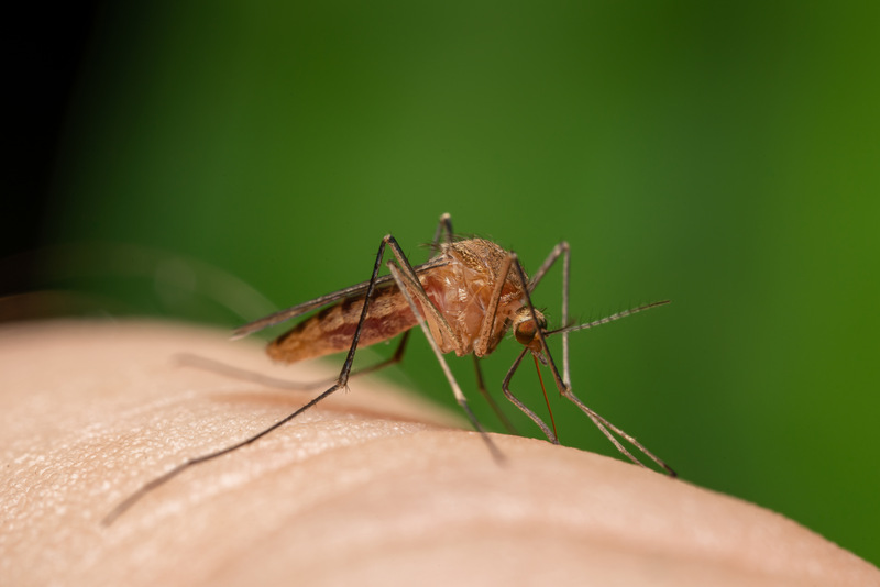 Artfakta från SLU Artdatabanken