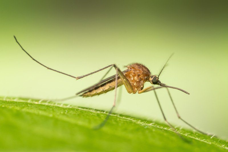 Artfakta från SLU Artdatabanken