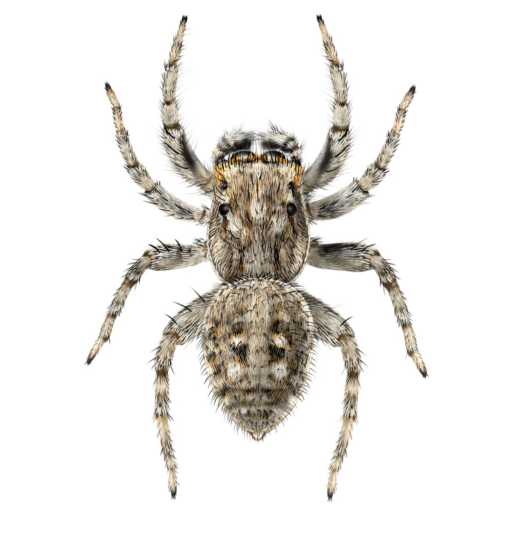 Artfakta från SLU Artdatabanken