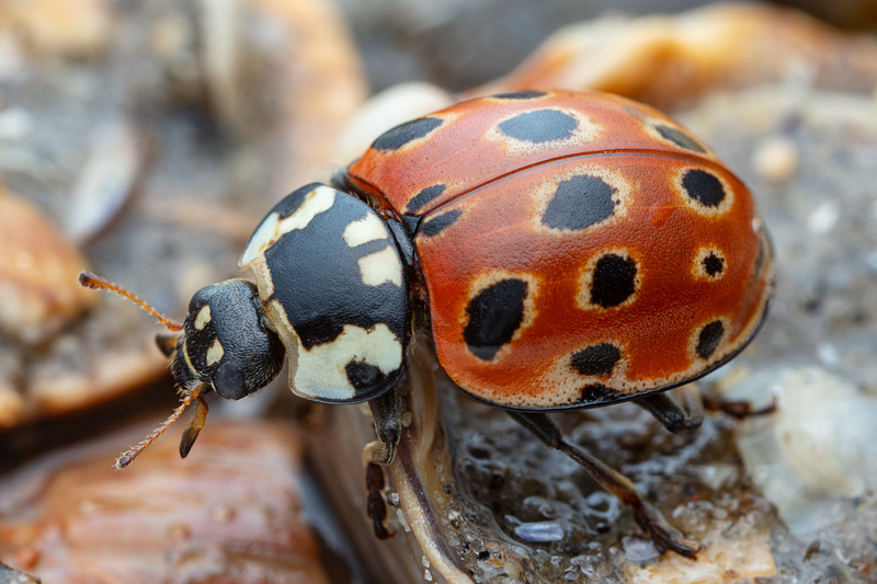 Artfakta från SLU Artdatabanken