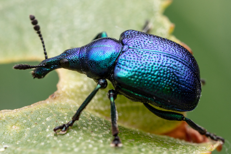 Artfakta från SLU Artdatabanken