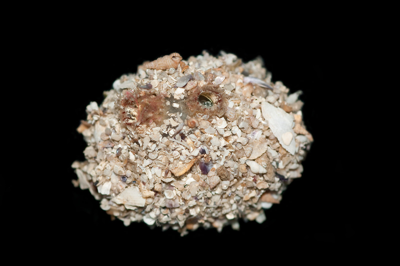 Artfakta från SLU Artdatabanken