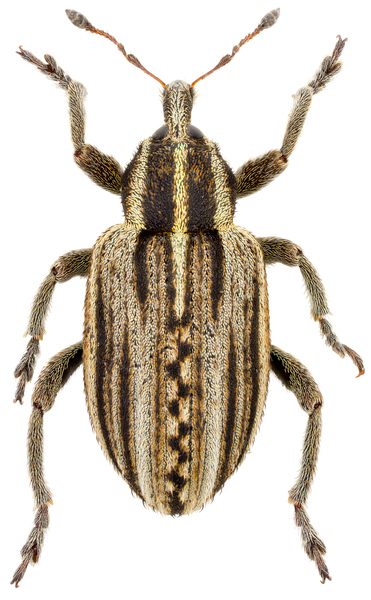 Artfakta från SLU Artdatabanken