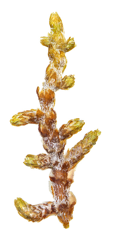 Artfakta från SLU Artdatabanken