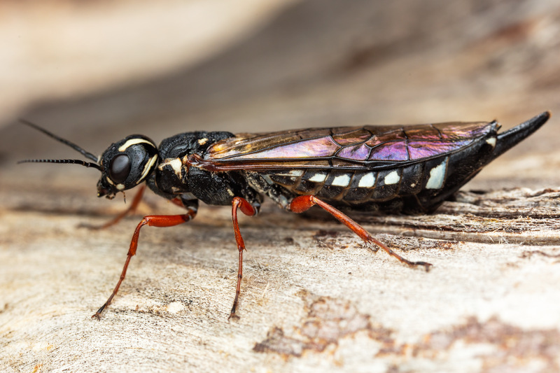 Artfakta från SLU Artdatabanken