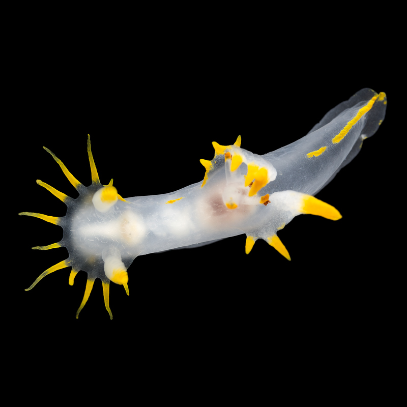 Artfakta från SLU Artdatabanken