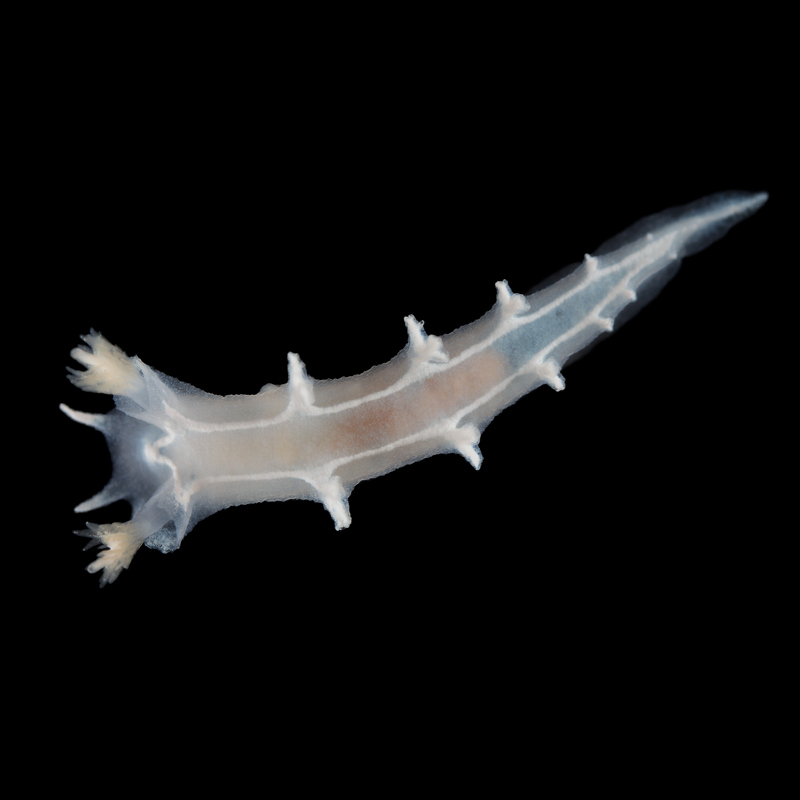 Artfakta från SLU Artdatabanken