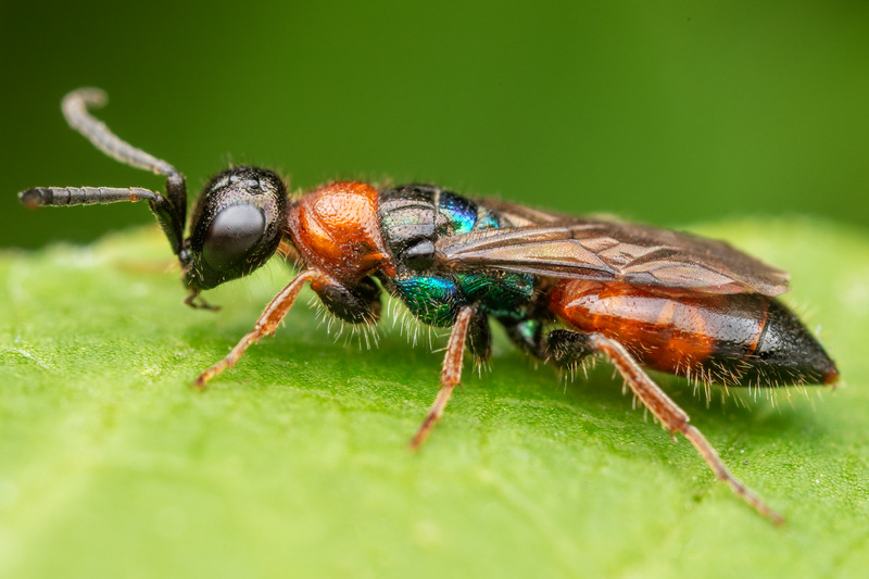 Artfakta från SLU Artdatabanken