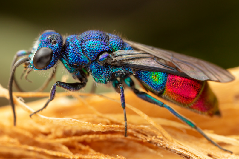 Artfakta från SLU Artdatabanken