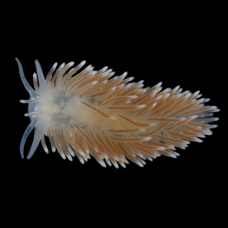 Artfakta från SLU Artdatabanken