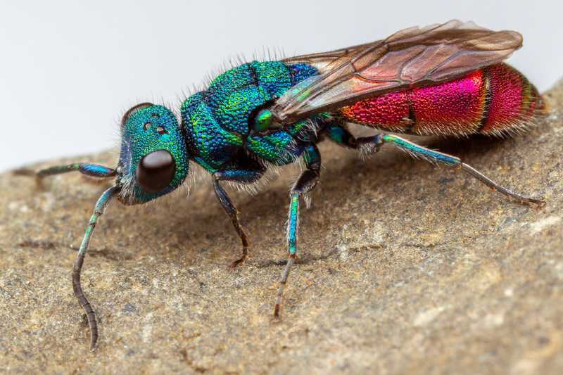 Artfakta från SLU Artdatabanken