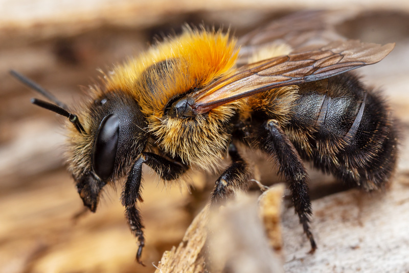 Artfakta från SLU Artdatabanken