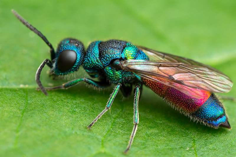 Artfakta från SLU Artdatabanken