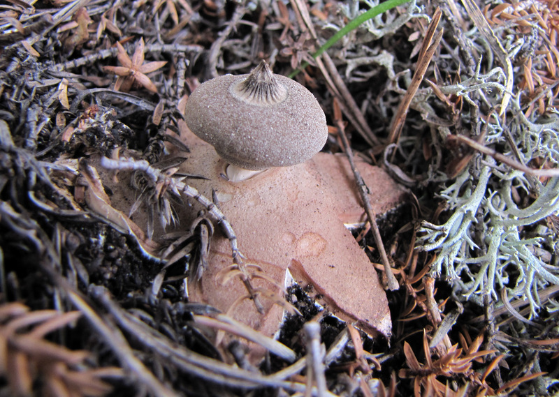 Artfakta från SLU Artdatabanken