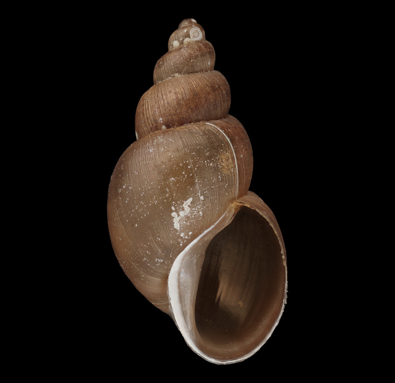 Artfakta från SLU Artdatabanken