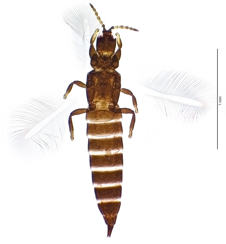 Artfakta från SLU Artdatabanken