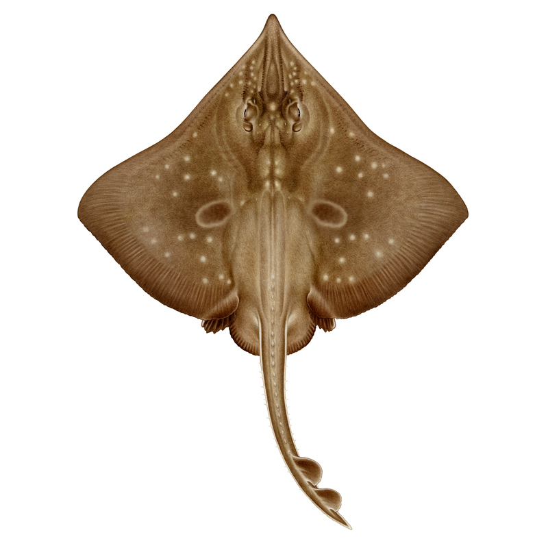 Artfakta från SLU Artdatabanken