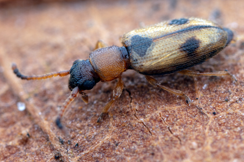 Artfakta från SLU Artdatabanken