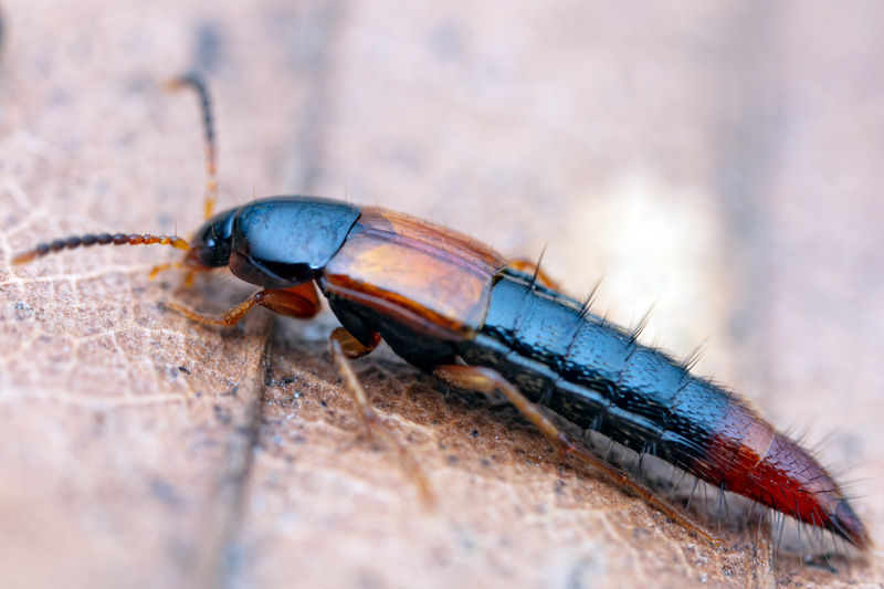 Artfakta från SLU Artdatabanken