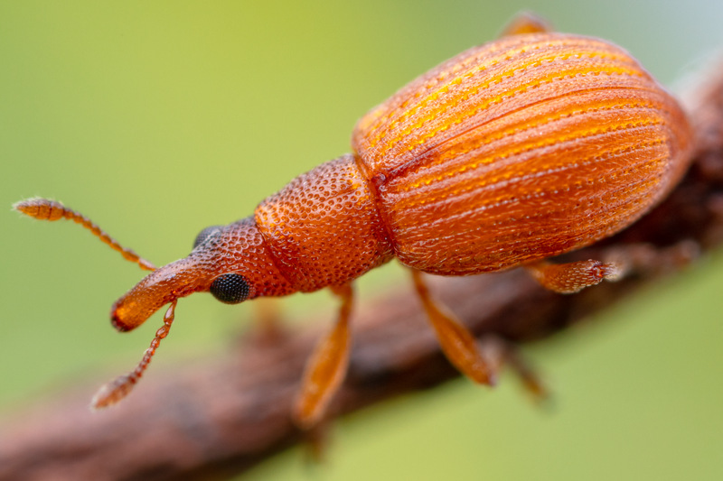 Artfakta från SLU Artdatabanken