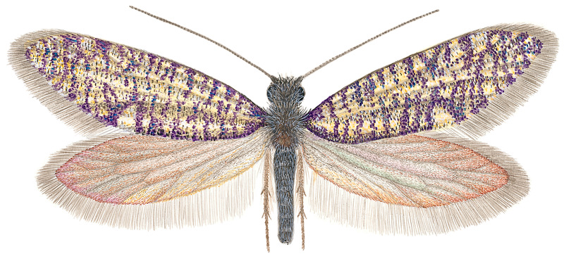 Artfakta från SLU Artdatabanken