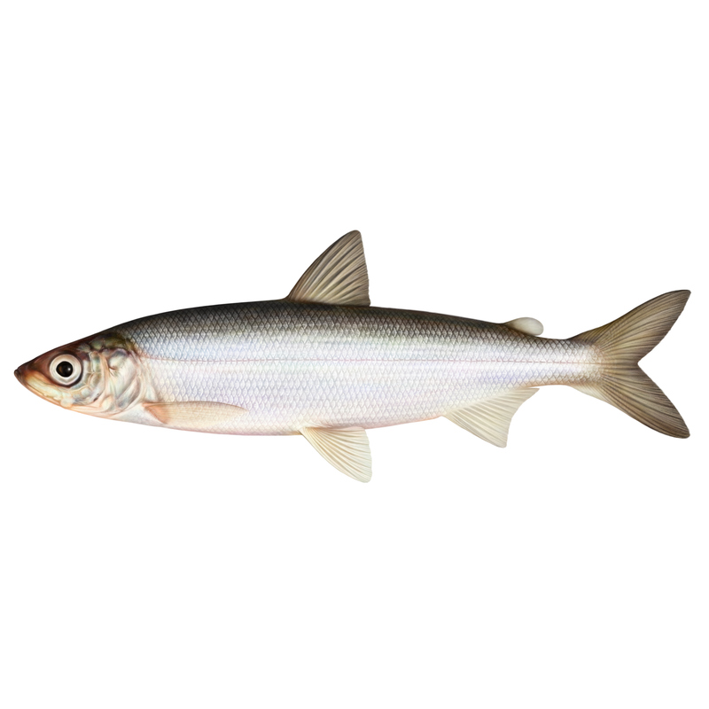 Artfakta från SLU Artdatabanken