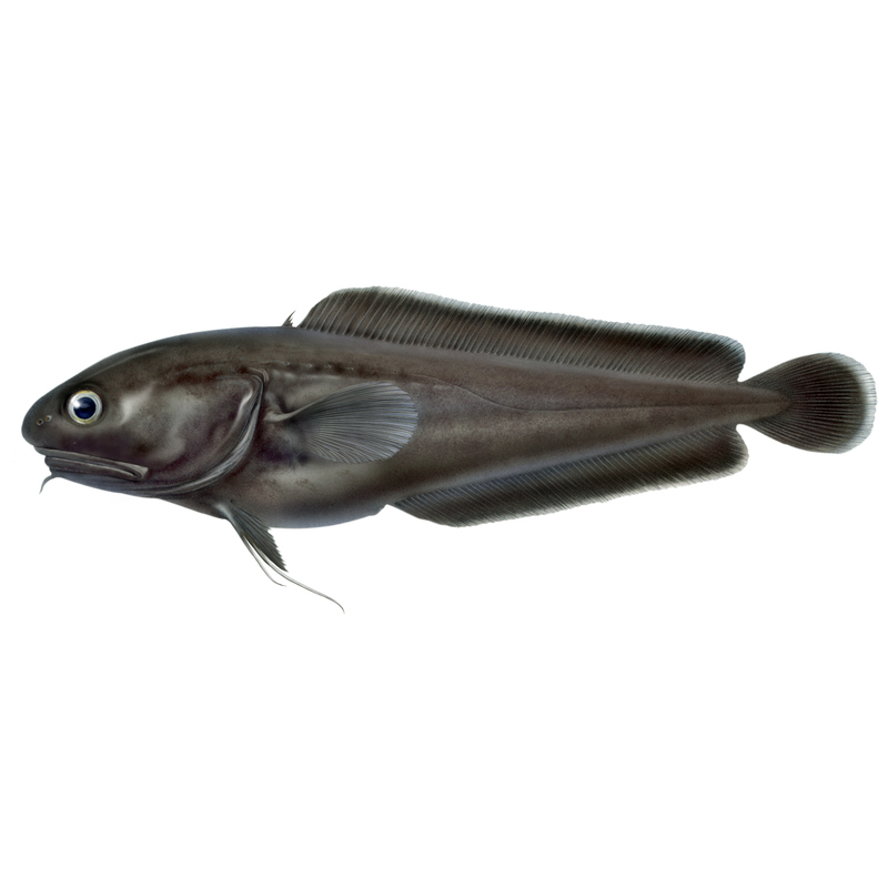 Artfakta från SLU Artdatabanken