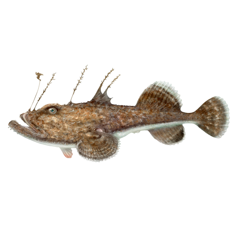 Artfakta från SLU Artdatabanken