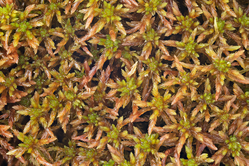 Artfakta från SLU Artdatabanken