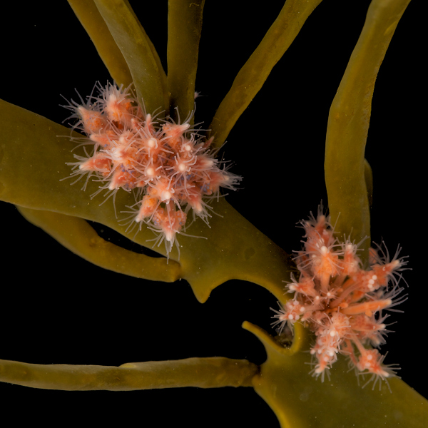 Artfakta från SLU Artdatabanken