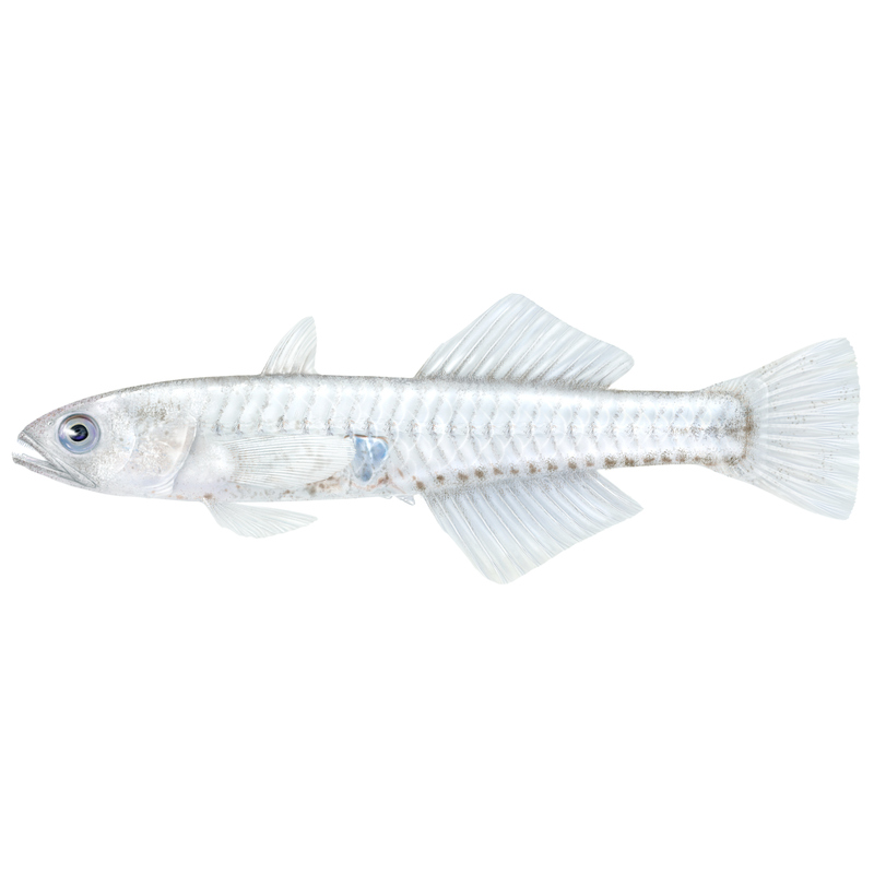 Artfakta från SLU Artdatabanken