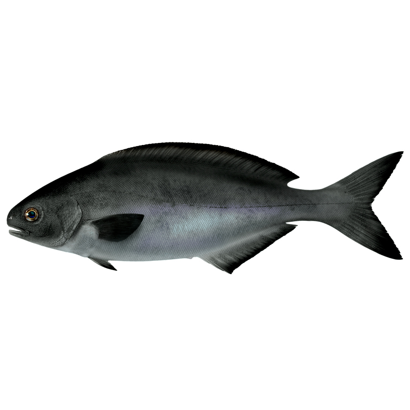 Artfakta från SLU Artdatabanken