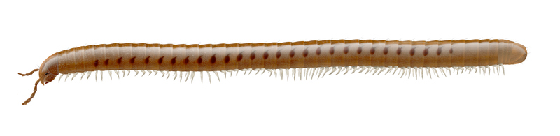 Artfakta från SLU Artdatabanken