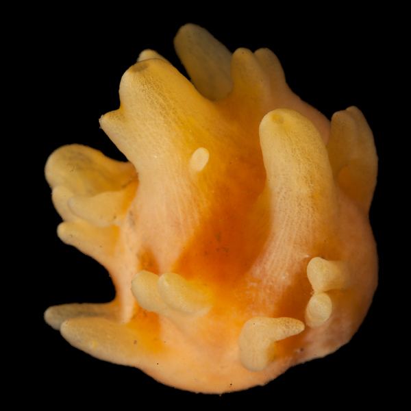 Artfakta från SLU Artdatabanken