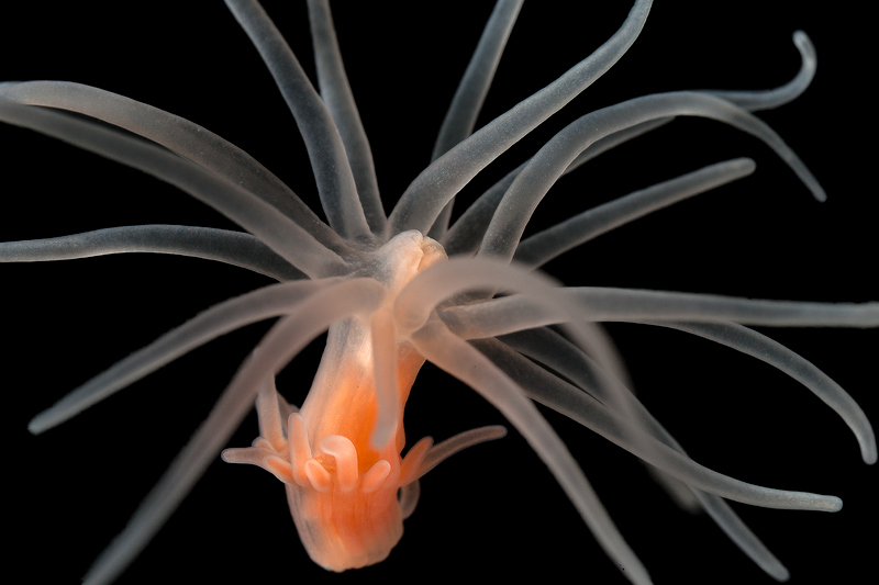 Artfakta från SLU Artdatabanken