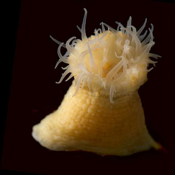 Artfakta från SLU Artdatabanken