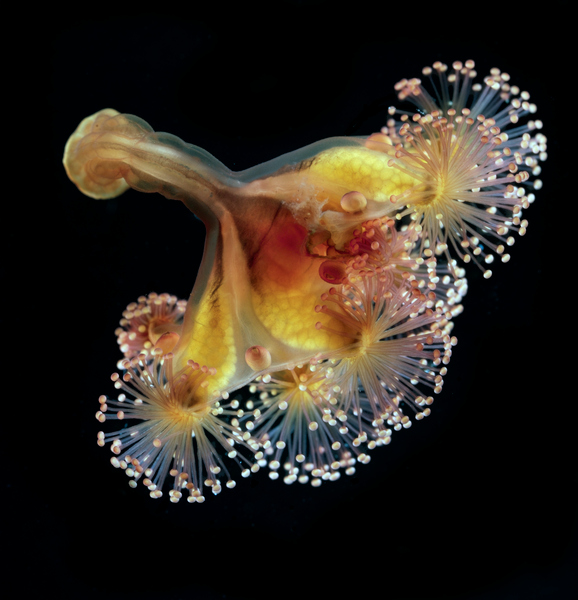 Artfakta från SLU Artdatabanken