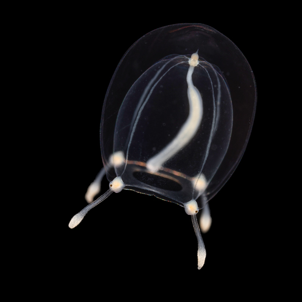 Artfakta från SLU Artdatabanken