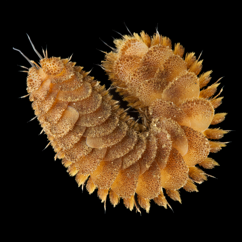 Artfakta från SLU Artdatabanken