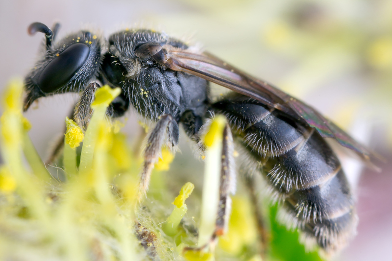 Artfakta från SLU Artdatabanken