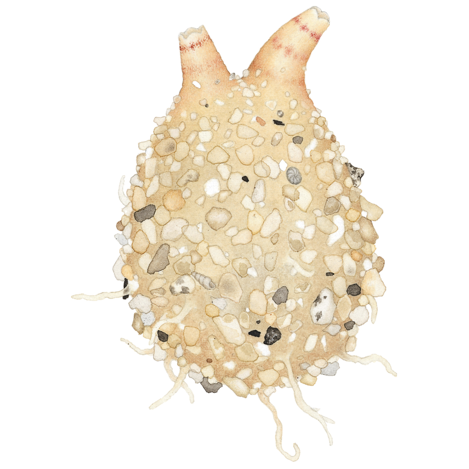 Artfakta från SLU Artdatabanken