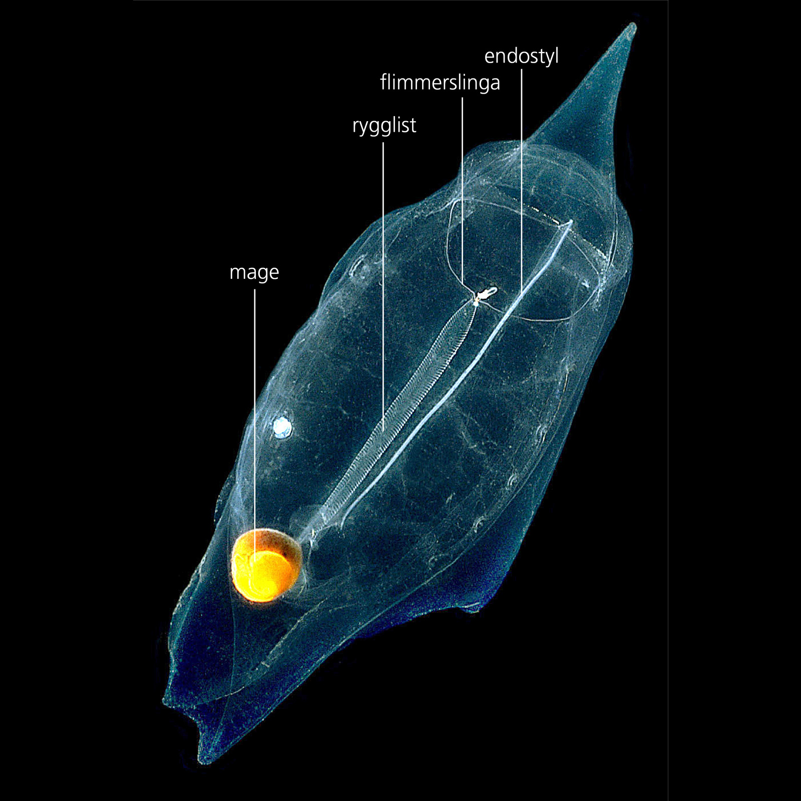 Artfakta från SLU Artdatabanken