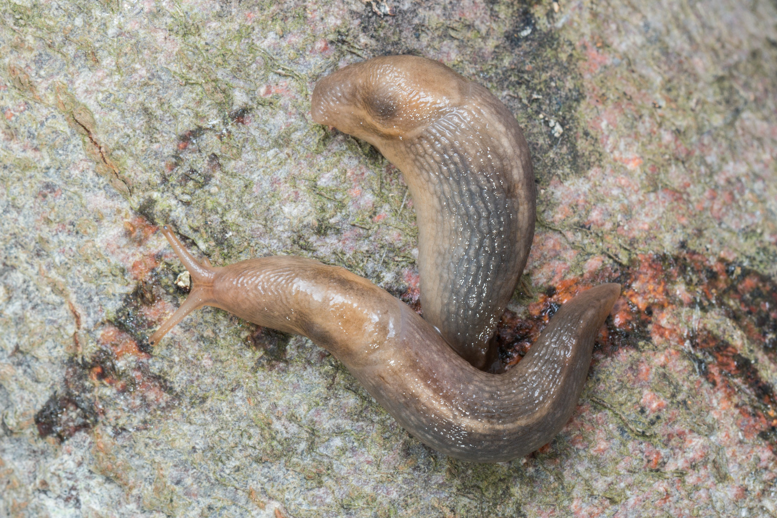 Artfakta från SLU Artdatabanken