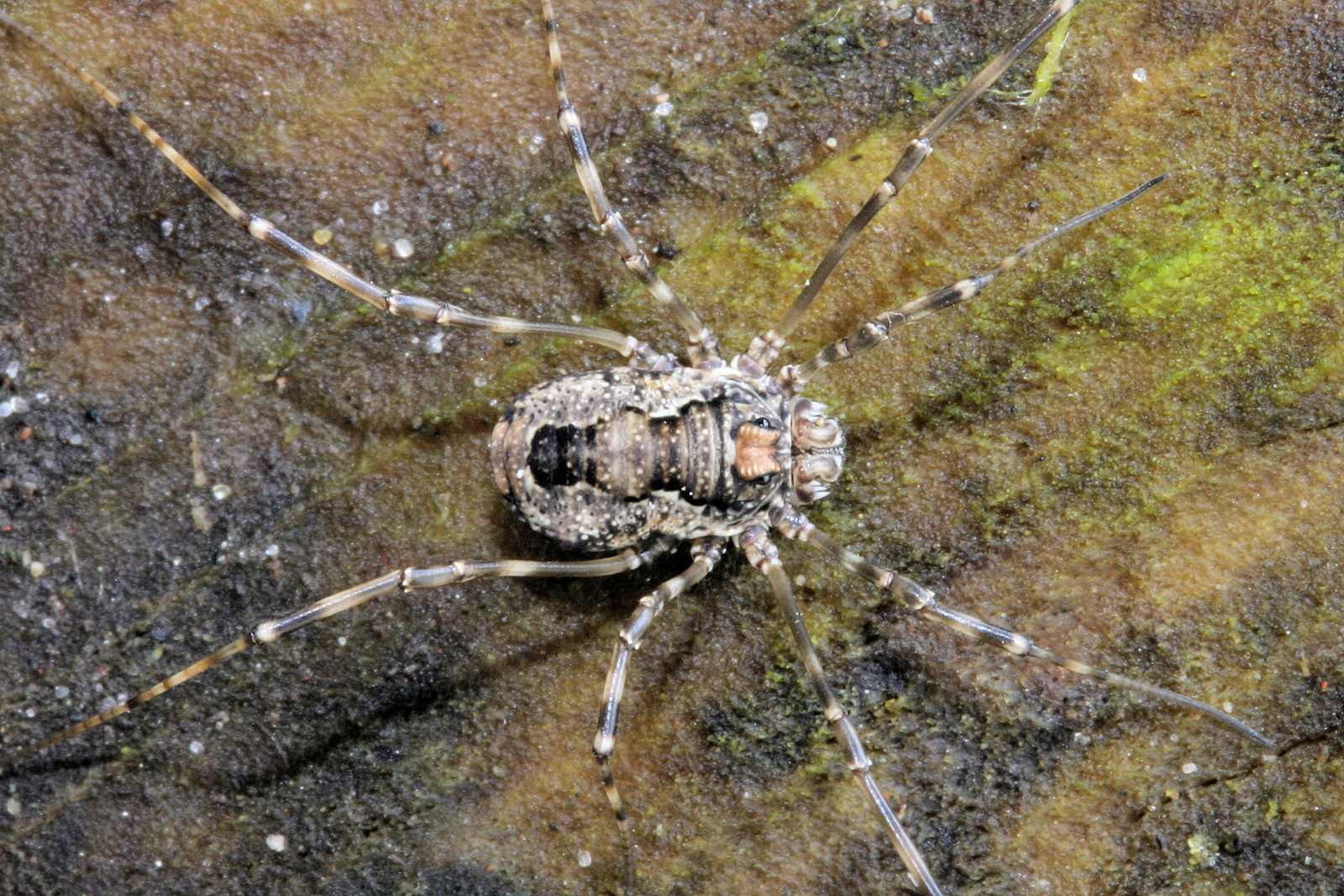 Artfakta från SLU Artdatabanken