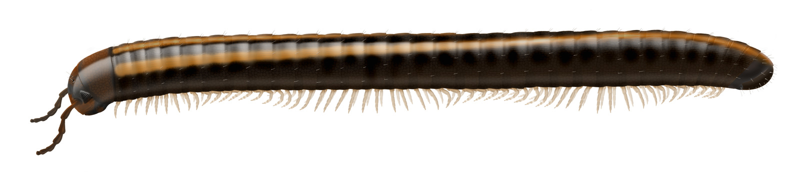 Artfakta från SLU Artdatabanken